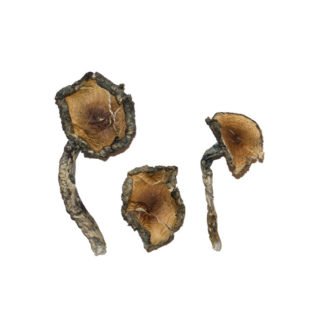 Buy Blue Magnolia Rust Magic Mushrooms Online | Magic Mushrooms Dispensary