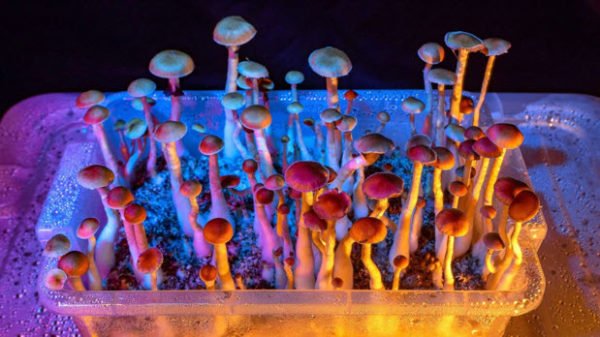Can Shrooms & Psychedelics Help Improve Mental Health? | Magic ... Can Shrooms & Psychedelics Help Improve Mental Health? | Magic ...