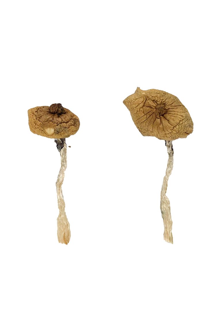 Buy Blue Magnolia Rust Magic Mushrooms Online | Magic Mushrooms Dispensary