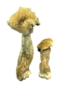 Leucistic Blue Magnolia Rust Magic Mushrooms