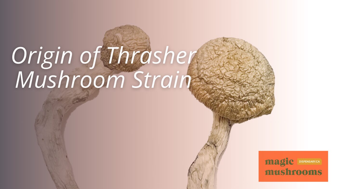 Thrasher Magic Mushrooms