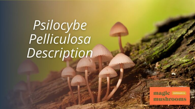Mushroom Psychedelic Species: Identifying and Understanding Common ...