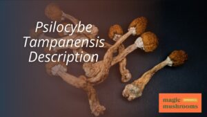 Mushroom Psychedelic Species: Identifying and Understanding Common ...