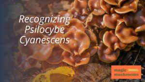 Mushroom Psychedelic Species: Identifying and Understanding Common ...