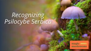 Mushroom Psychedelic Species: Identifying and Understanding Common ...