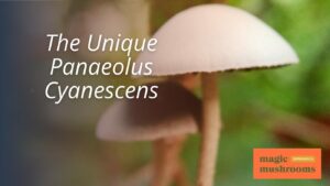 Mushroom Psychedelic Species: Identifying and Understanding Common ...