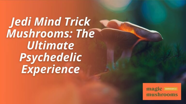 The 4 Phases of a Shroom Trip: What to Expect and How to Make the Most ...