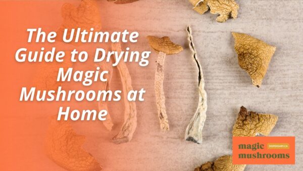Magic Mushroom Blog | Magic Mushroom Dispensary