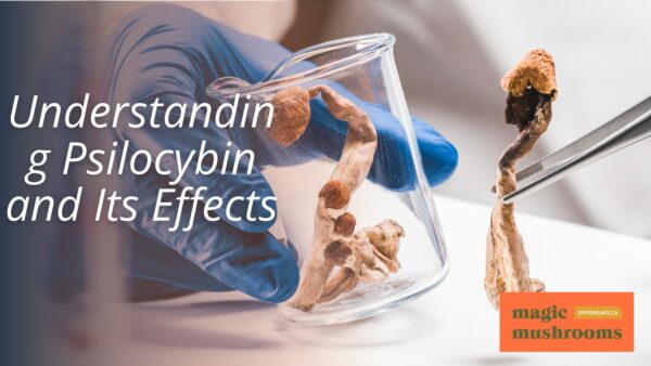 A Beginner’s Guide to Doing Shrooms by Yourself