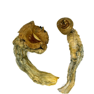 Buy Shrooms Online in Canada | Magic Mushrooms Dispensary