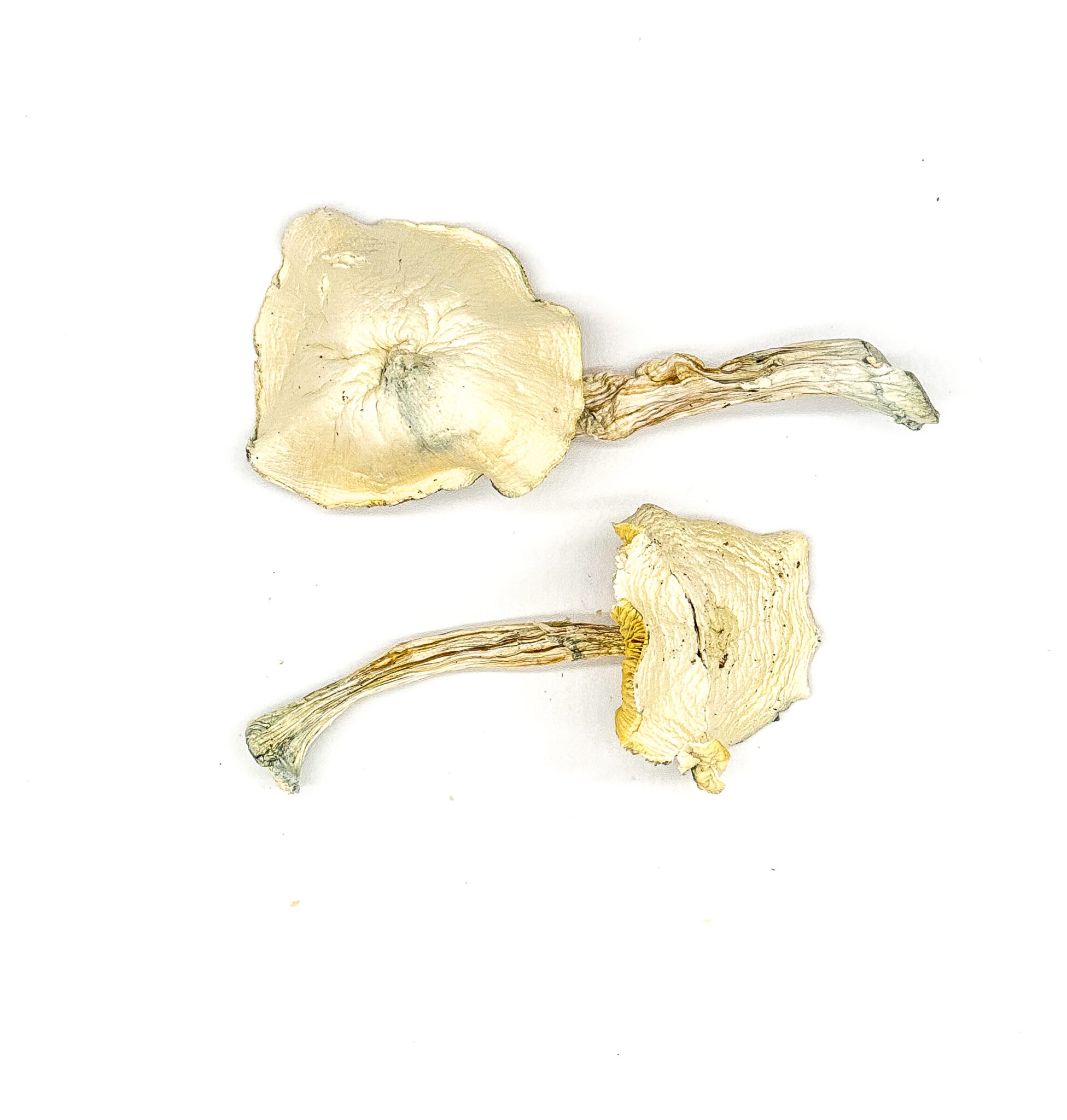 Buy Wombat True Albino Teacher (TAT) Magic Mushrooms Online | Magic ...