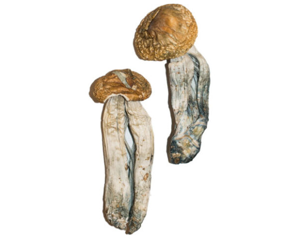 Magic Mushroom Strains Explained: Which One Is Right for You?