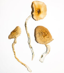 Magic Mushroom Strains Explained: Which One Is Right for You?