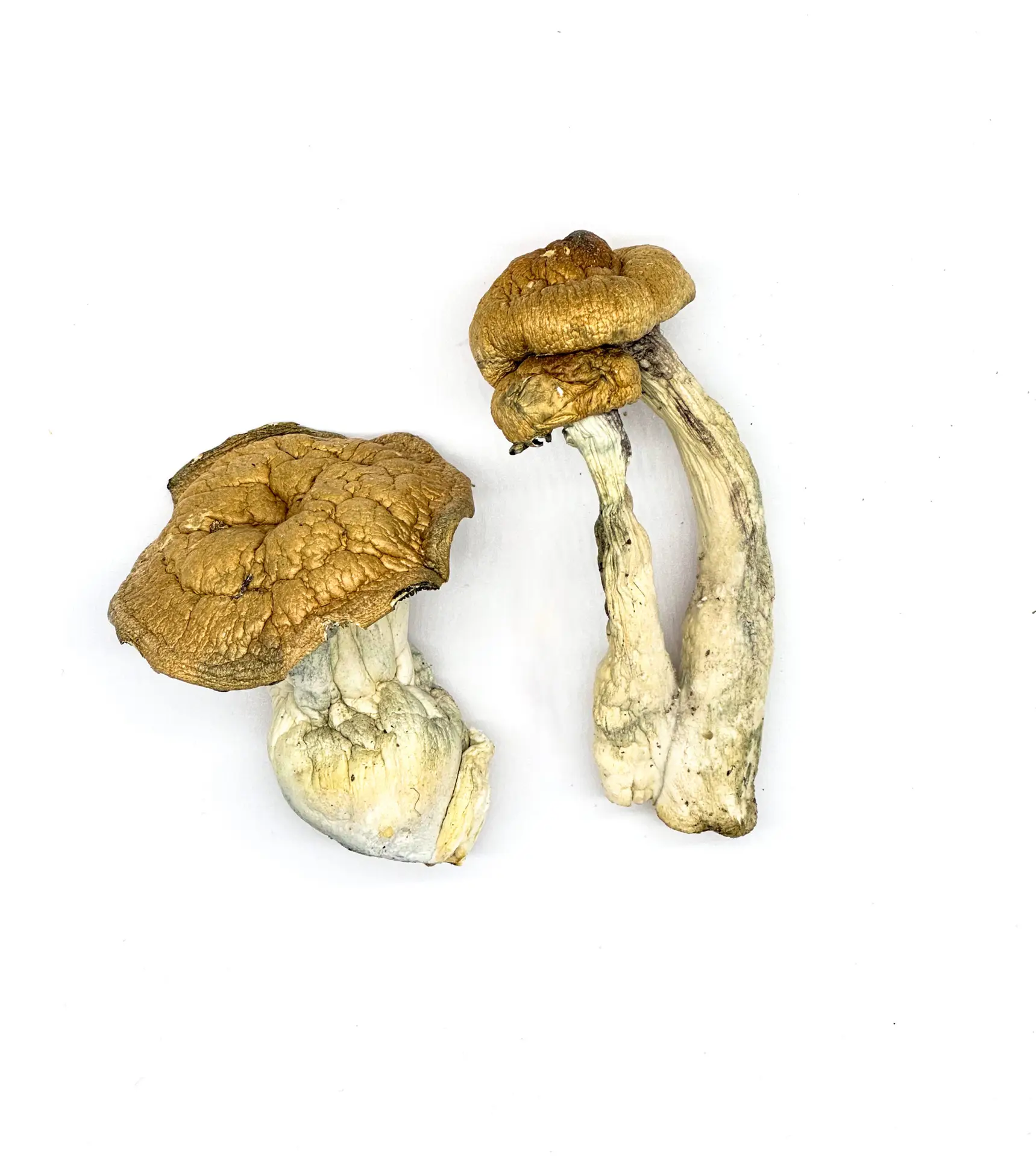 Dried Magic Mushrooms | Buy Dried Psilocybin Shrooms Canada